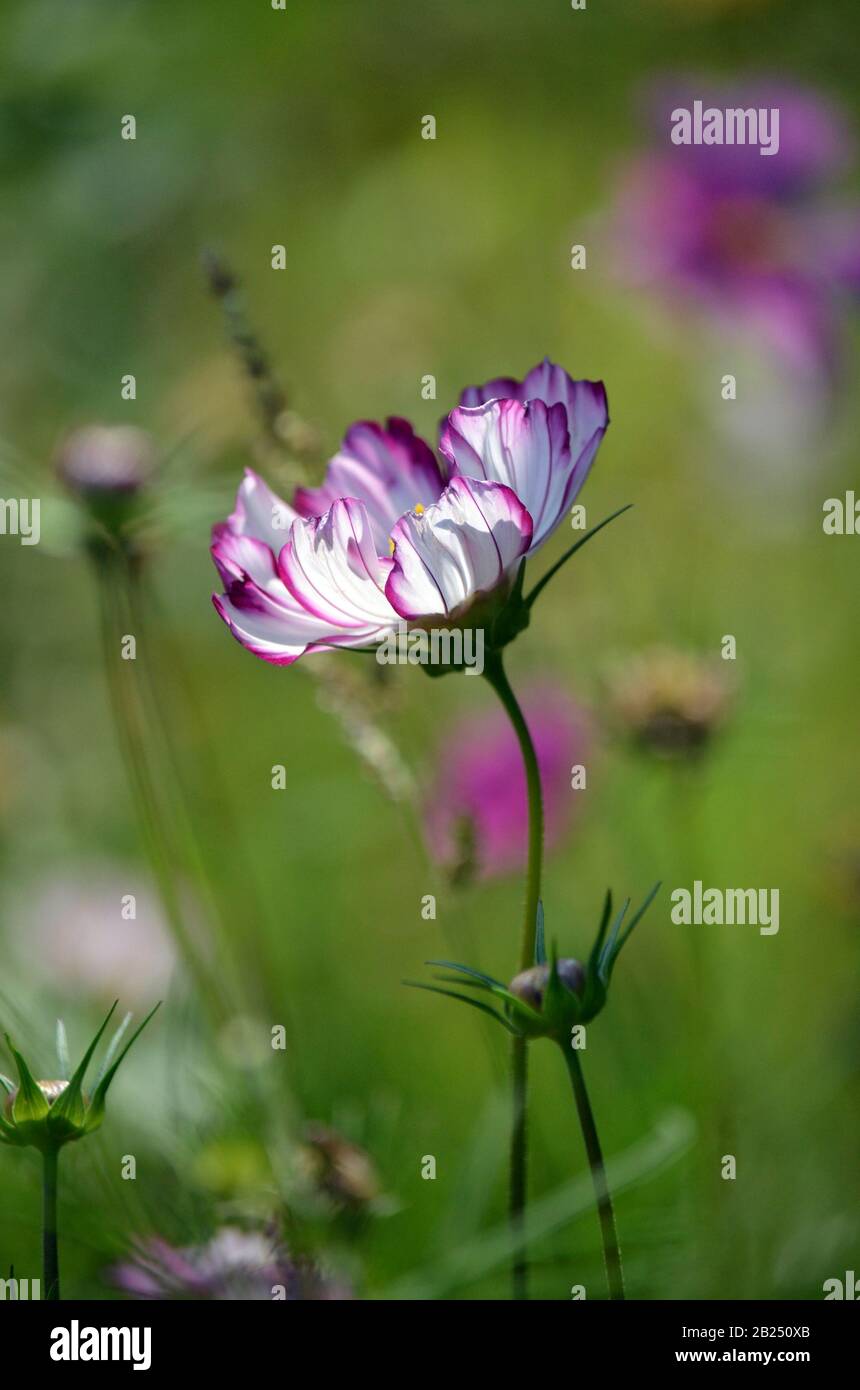 Back lit cosmos hi-res stock photography and images - Alamy