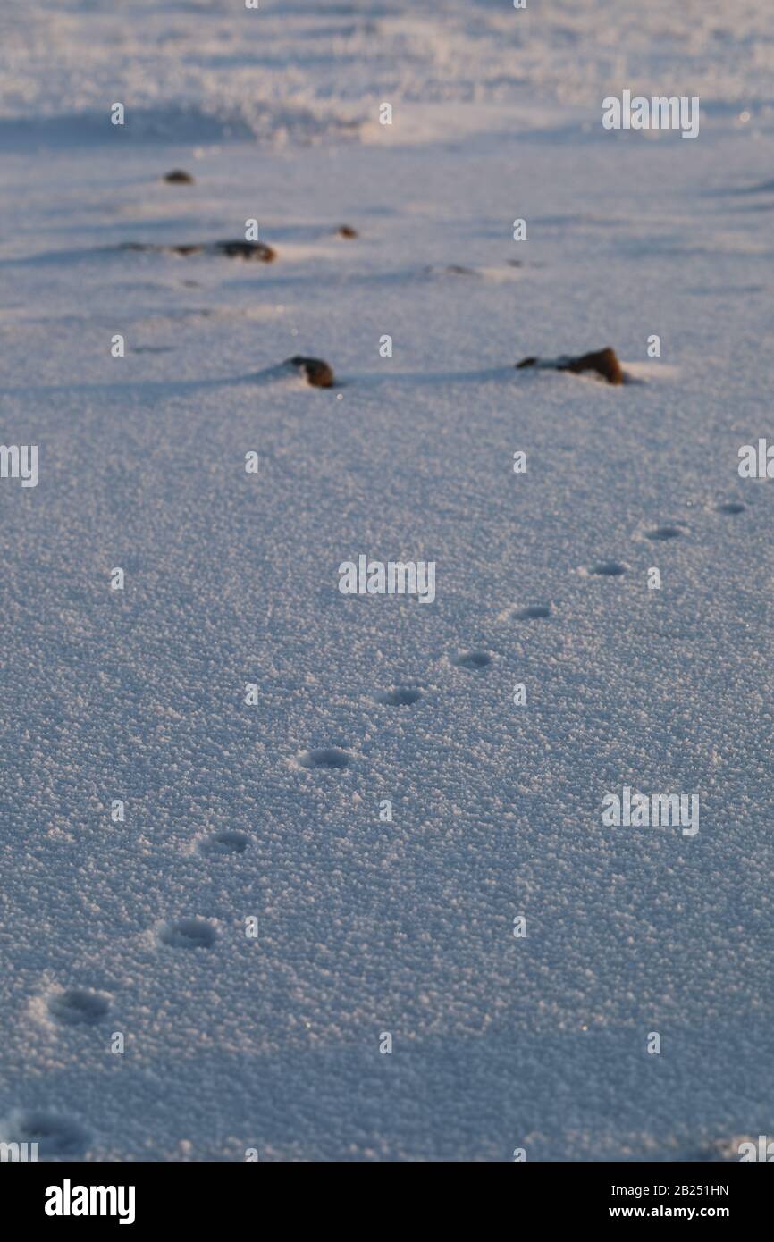 Fox tracks in snow hi-res stock photography and images - Alamy