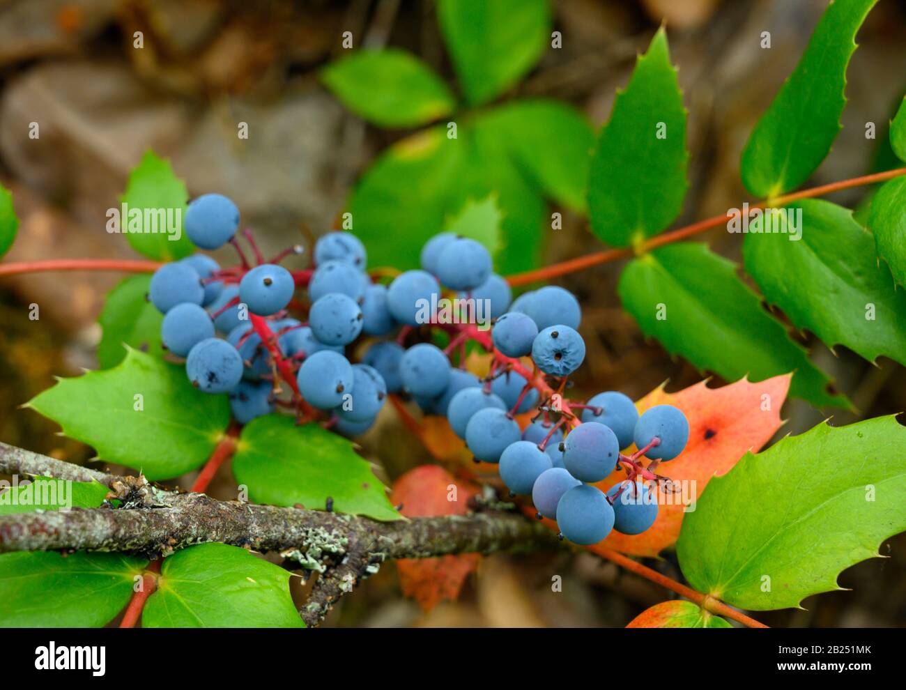 Oregon Grapes on The Bush Stock Photo - Alamy