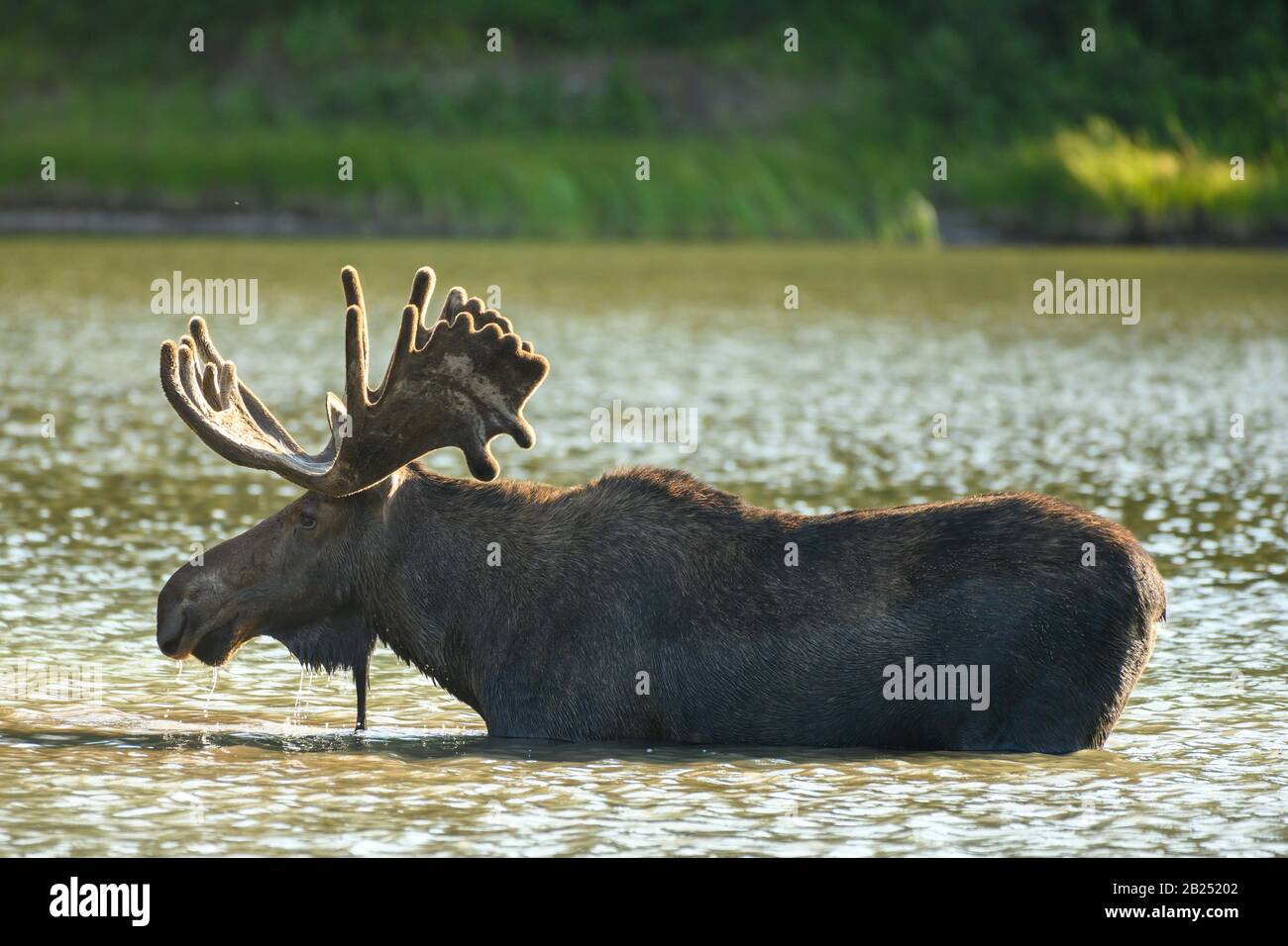 Bull moose profile hi-res stock photography and images - Alamy