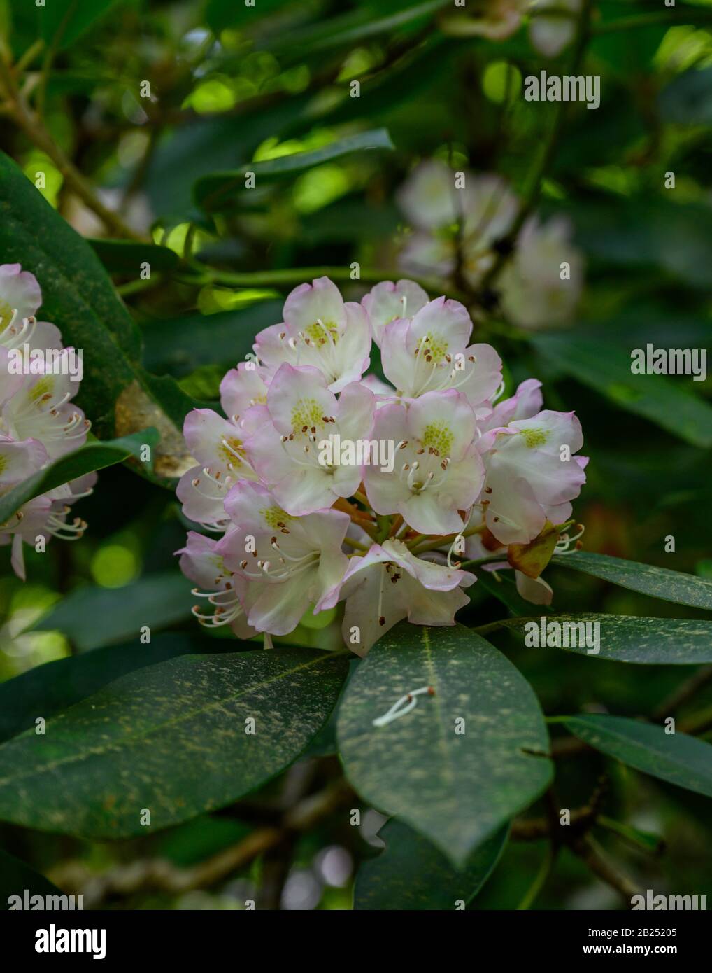 Pink Tipped White Rhododendron Buds blooming Stock Photo - Alamy