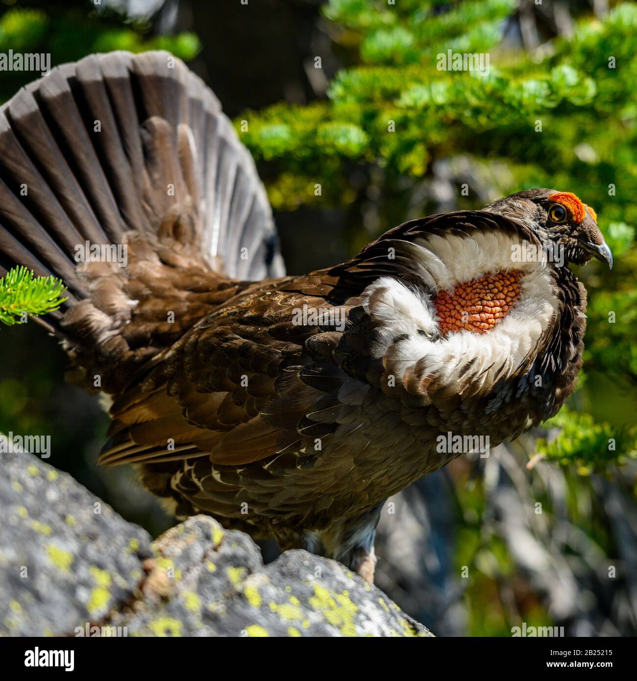 Profile rock white mountains hi-res stock photography and images - Alamy