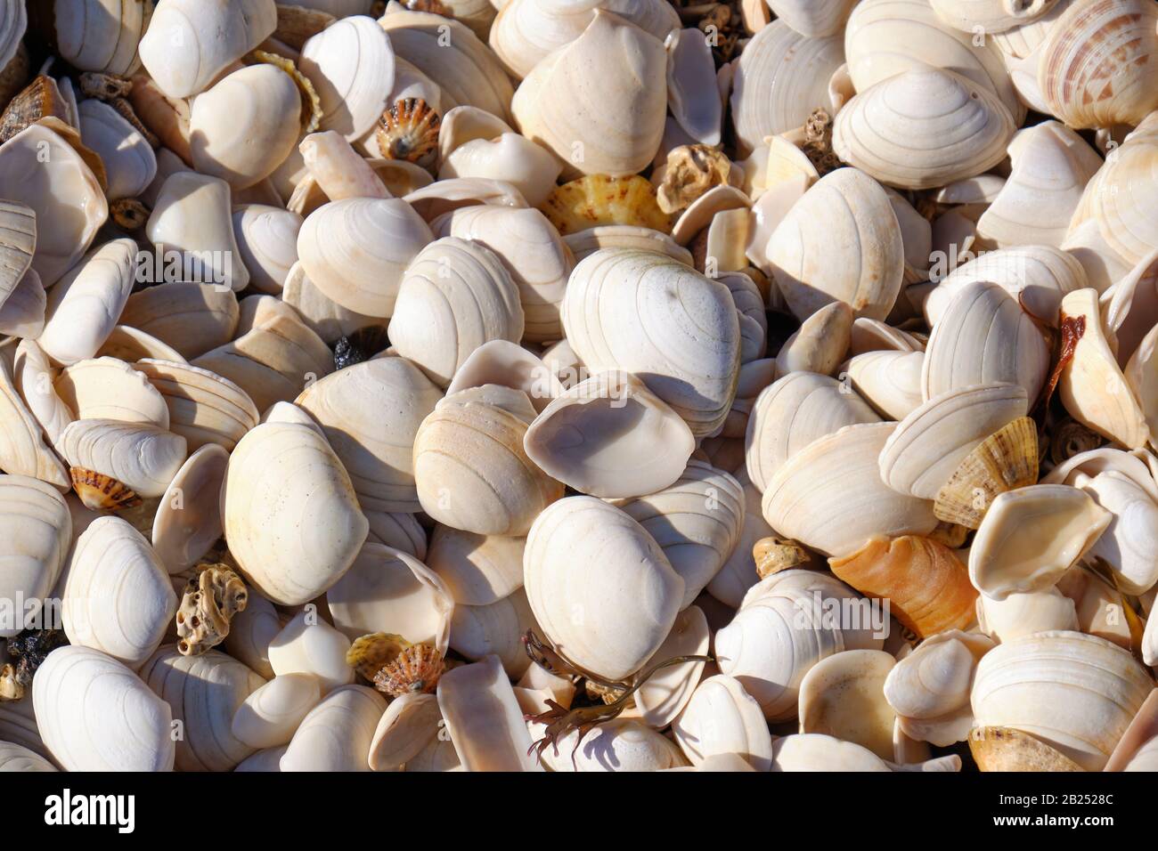 White shells on a beach in Scotland Stock Photo - Alamy