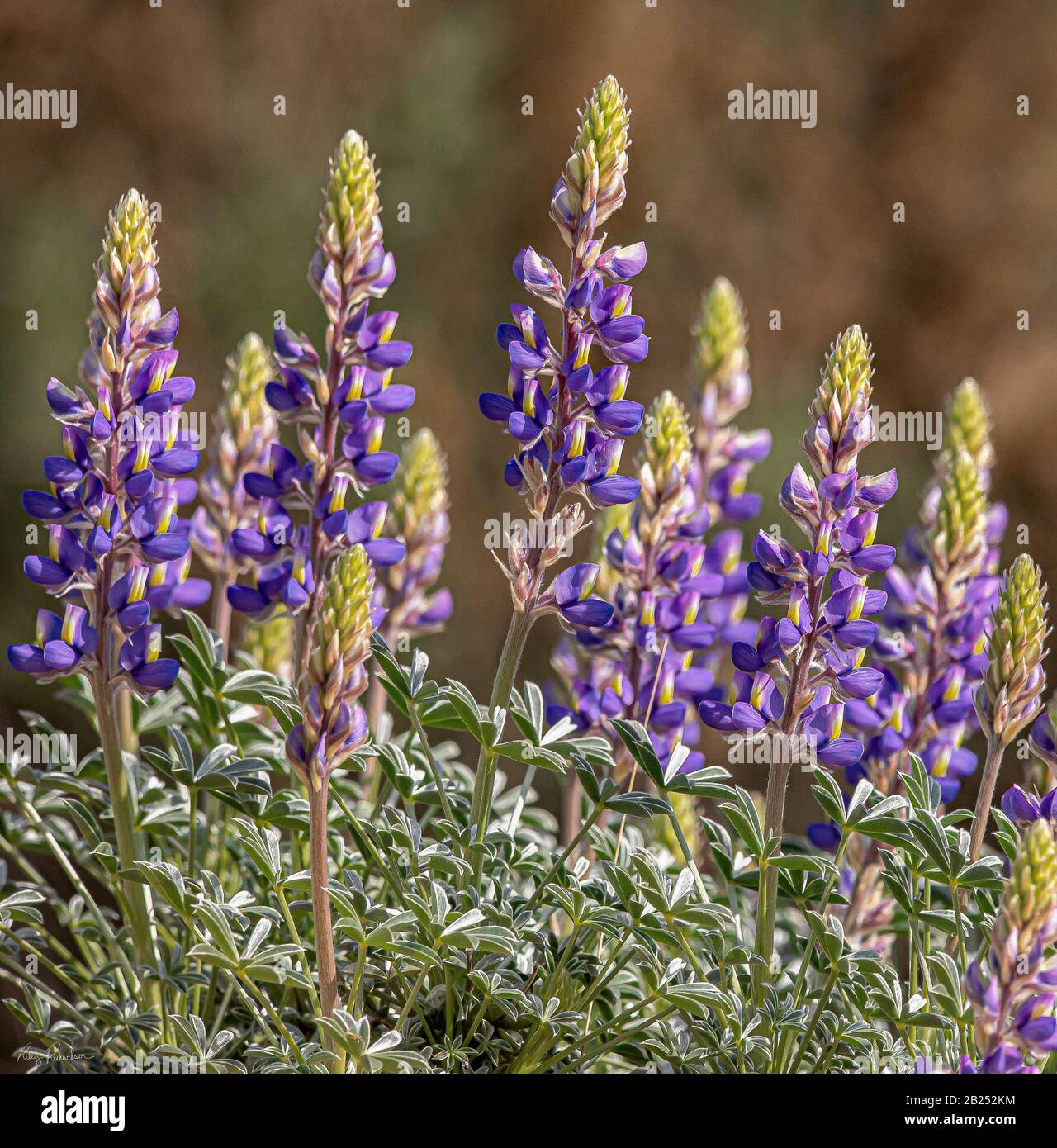 Silver lupine hi-res stock photography and images - Alamy
