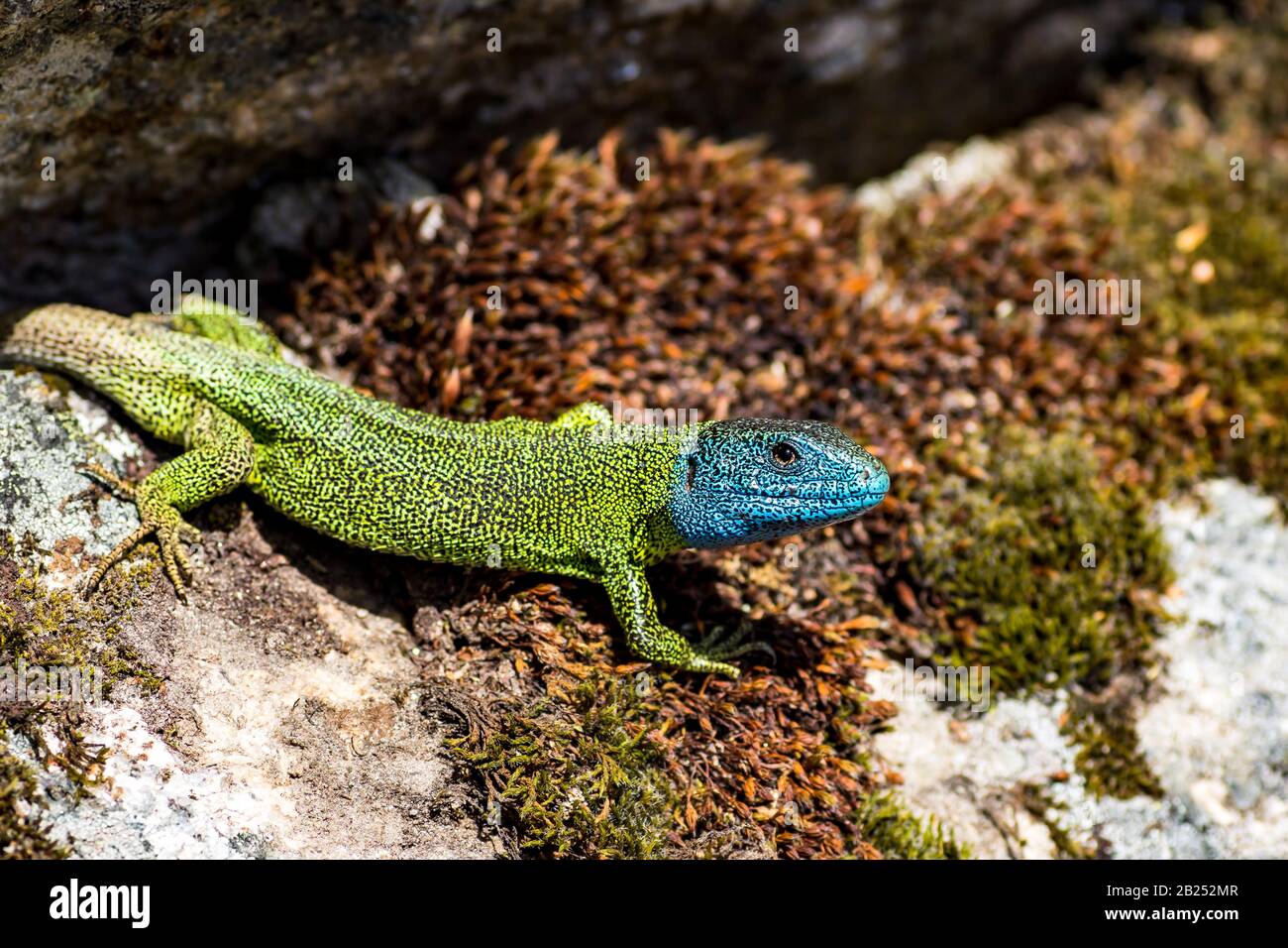 An Iberian emerald lizard (Lacerta schreiberi) in Serra da Estrela ...