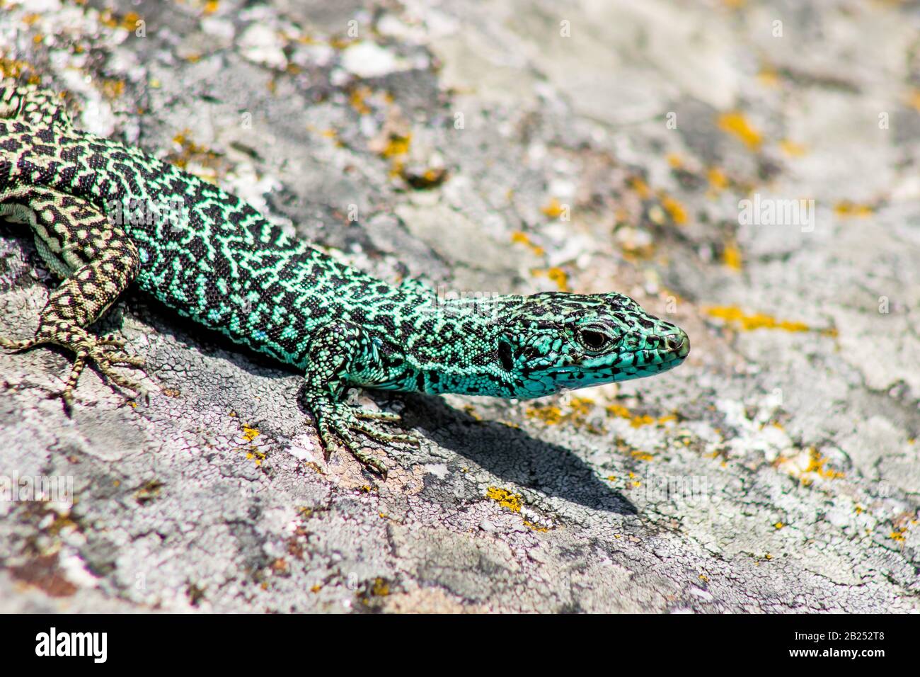 Iberian Mountain Lizard (Iberolacerta monticola monticola) is an ...