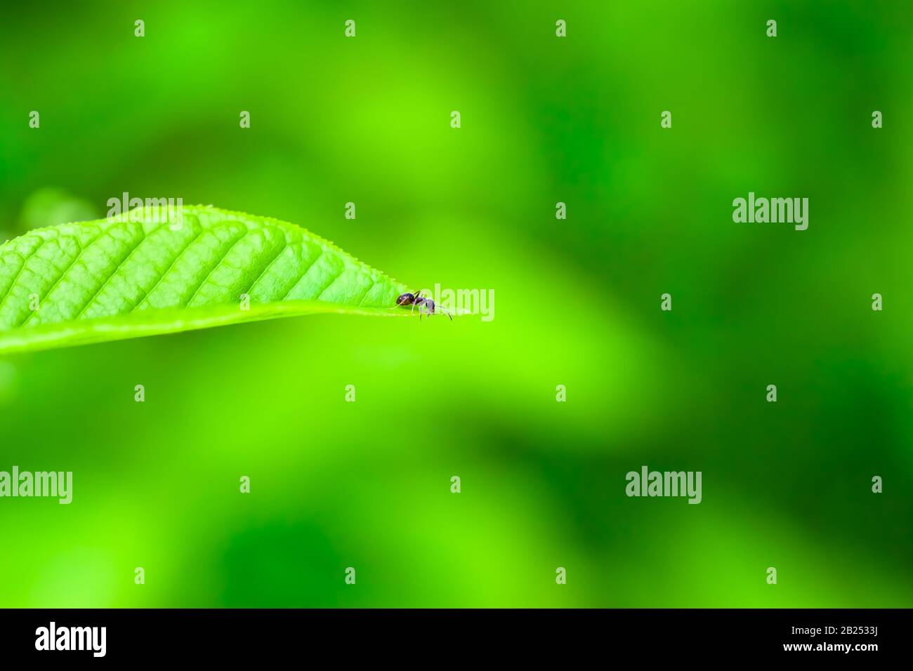 One little leaf hi-res stock photography and images - Alamy