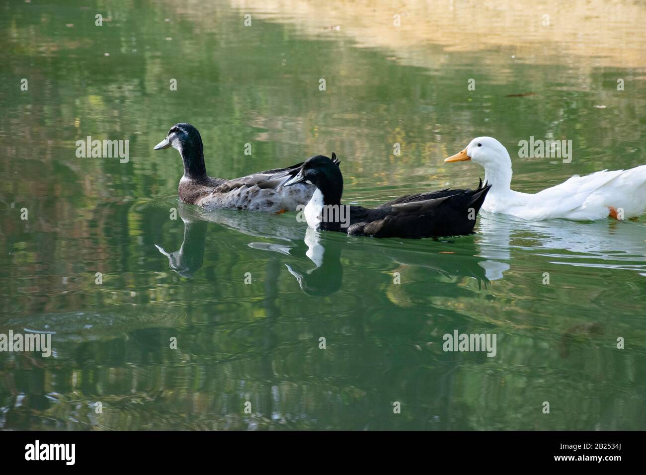 The ducks swimming on the ponds. Birds and animals in wildlife concept ...
