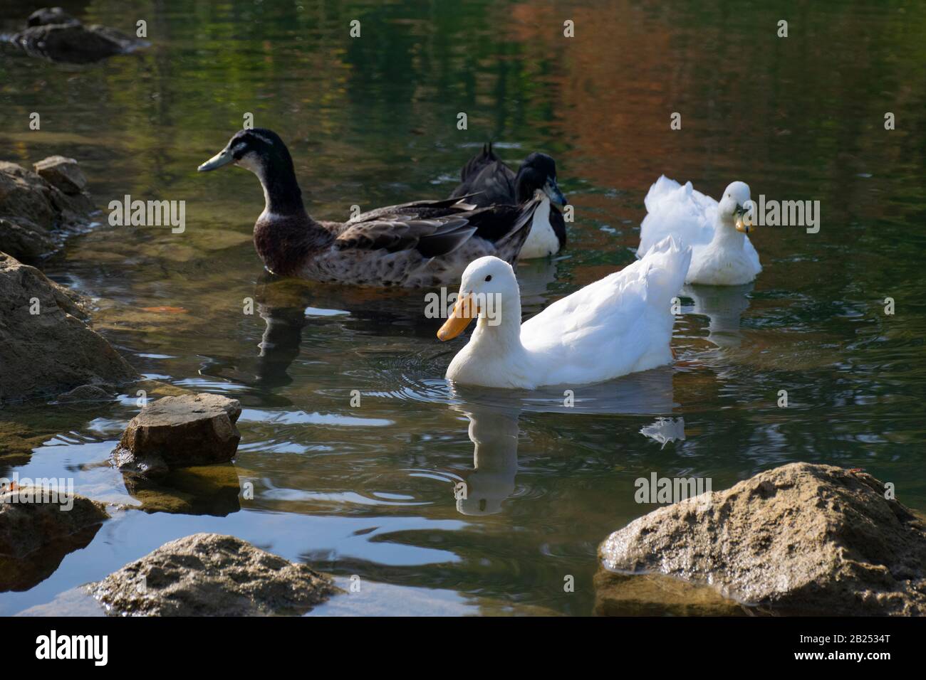 The ducks swimming on the ponds. Birds and animals in wildlife concept ...