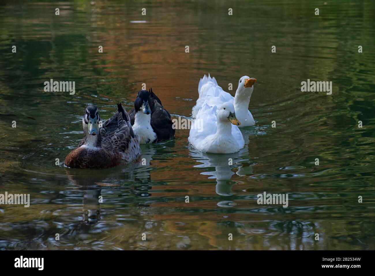 The ducks swimming on the ponds. Birds and animals in wildlife concept ...