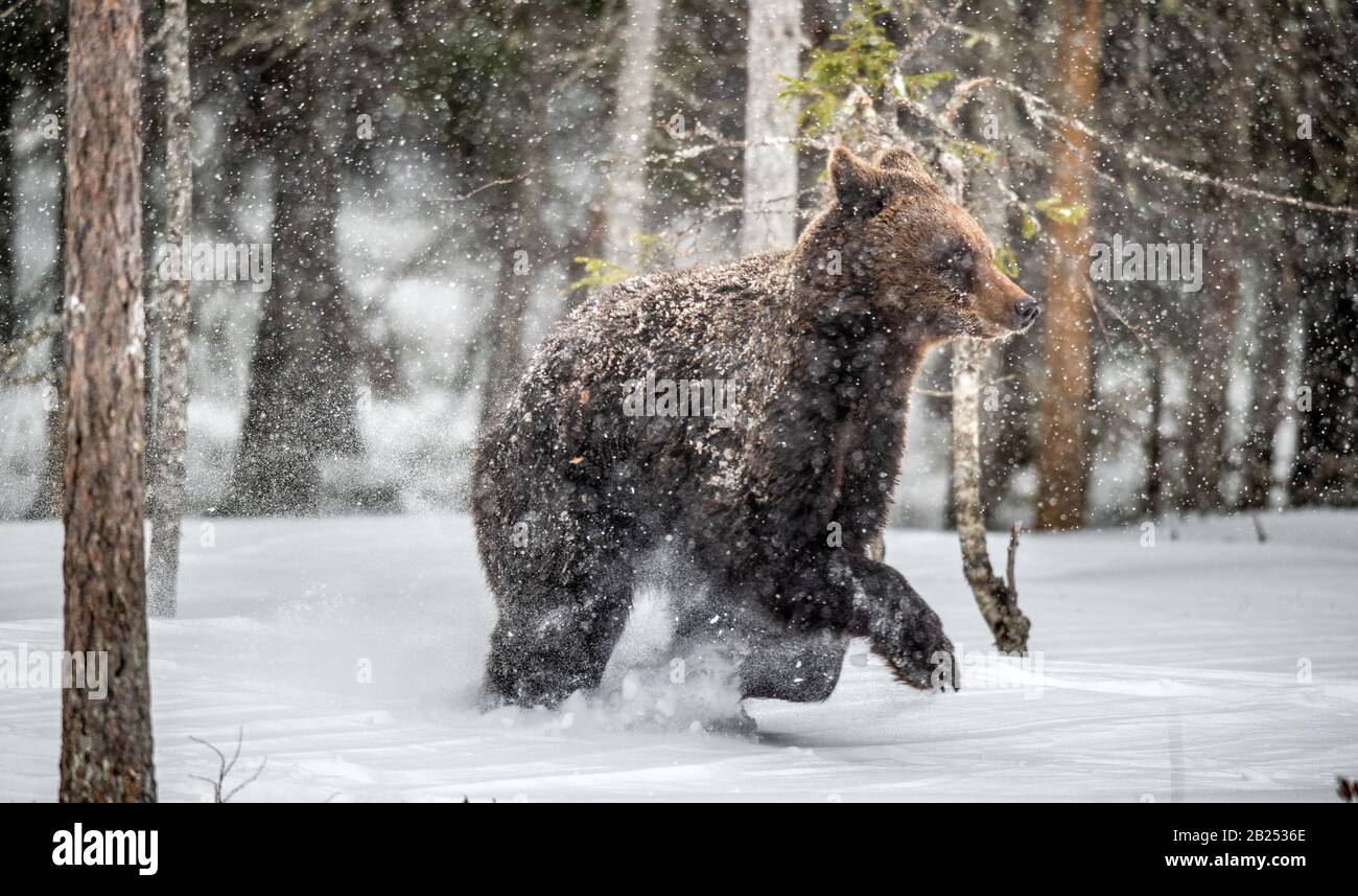 Bear in bliss hi-res stock photography and images - Alamy