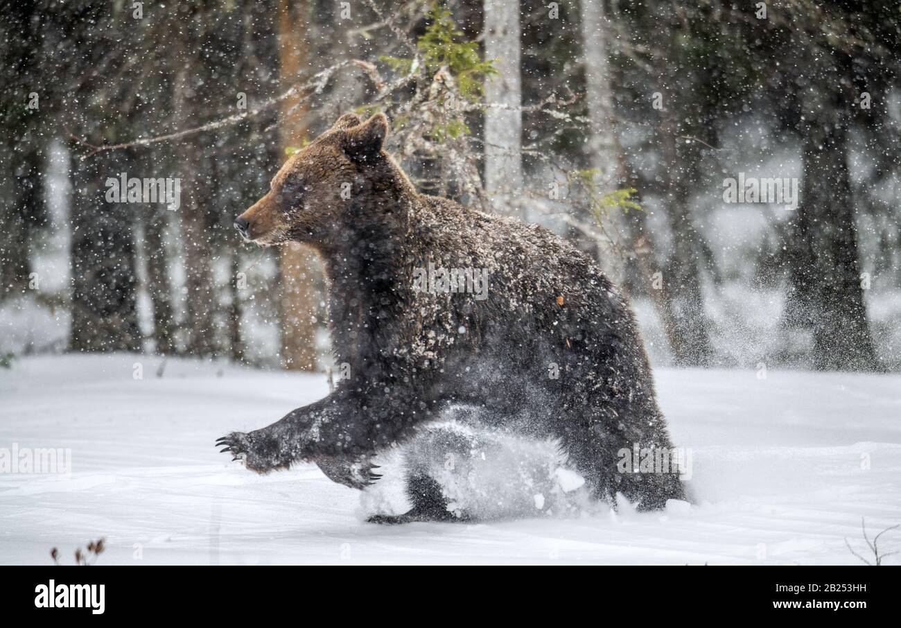 Brown bear runns in the snow in the winter forest. Snowfall, blizzard ...