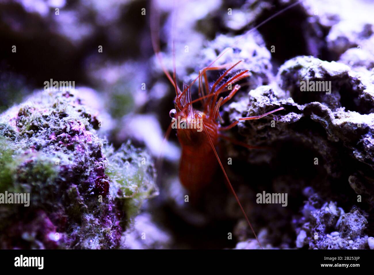 Red Peppermint Shrimp - Lysmata Wundermanni Stock Photo - Alamy