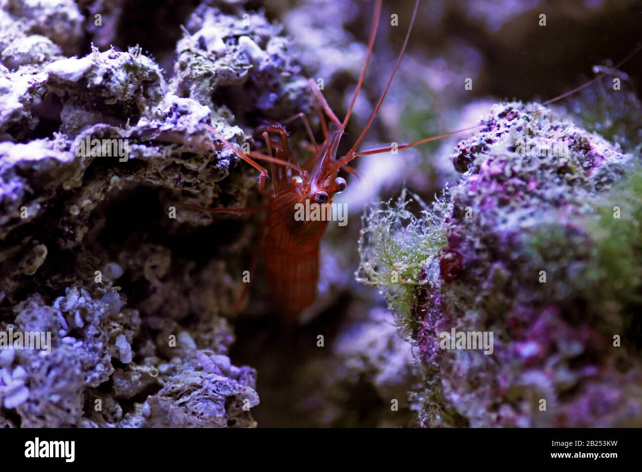 Red Peppermint Shrimp - Lysmata Wundermanni Stock Photo - Alamy