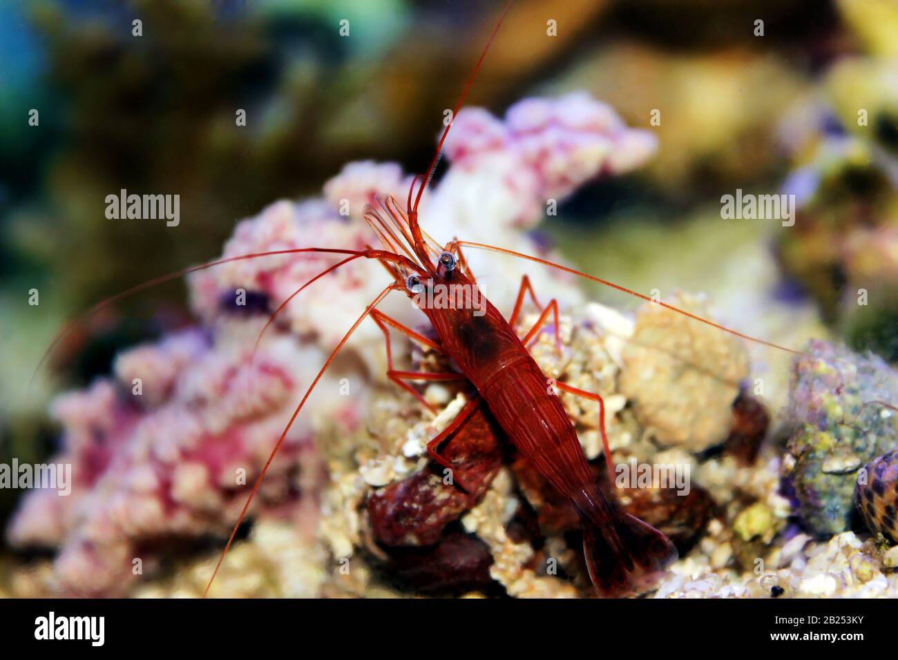Red Peppermint Shrimp - Lysmata Wundermanni Stock Photo - Alamy
