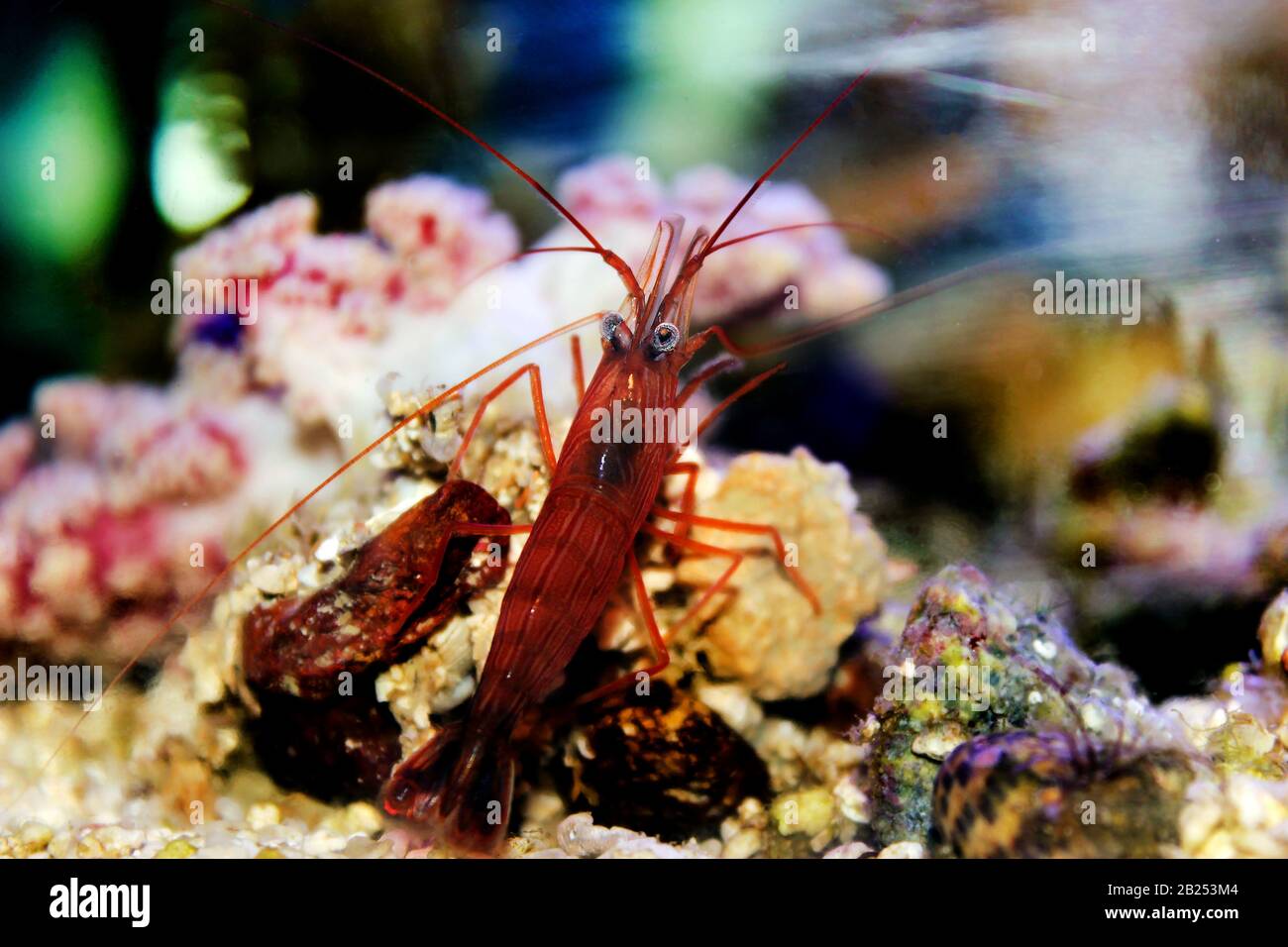 Red Peppermint Shrimp - Lysmata Wundermanni Stock Photo - Alamy