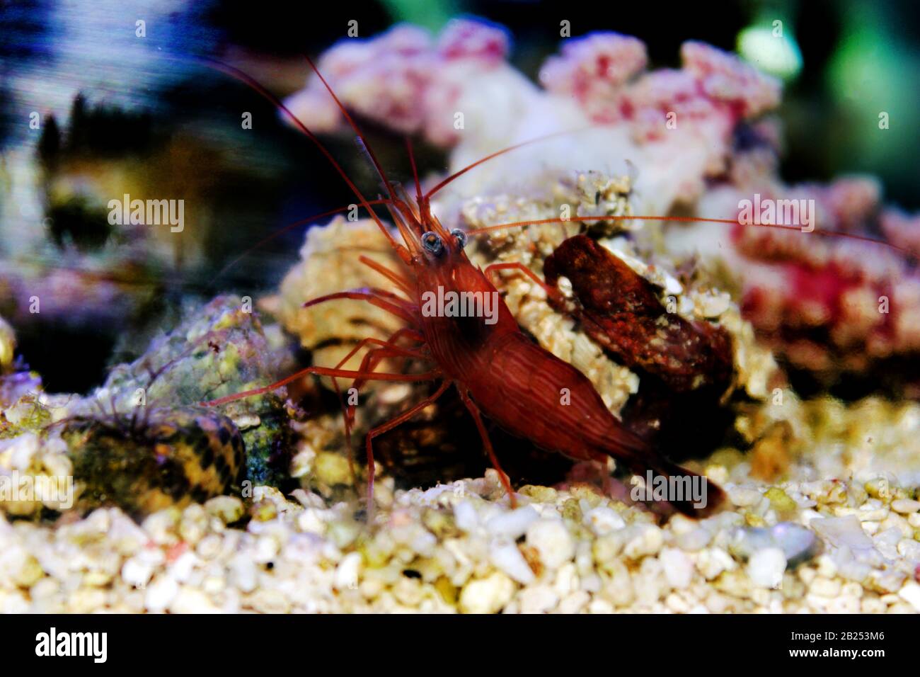 Red Peppermint Shrimp - Lysmata Wundermanni Stock Photo - Alamy