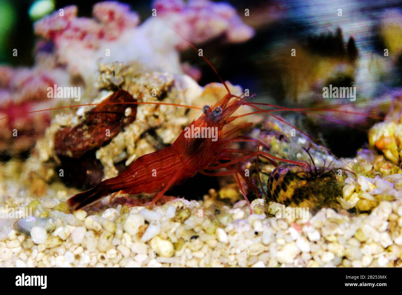 Red Peppermint Shrimp - Lysmata Wundermanni Stock Photo - Alamy