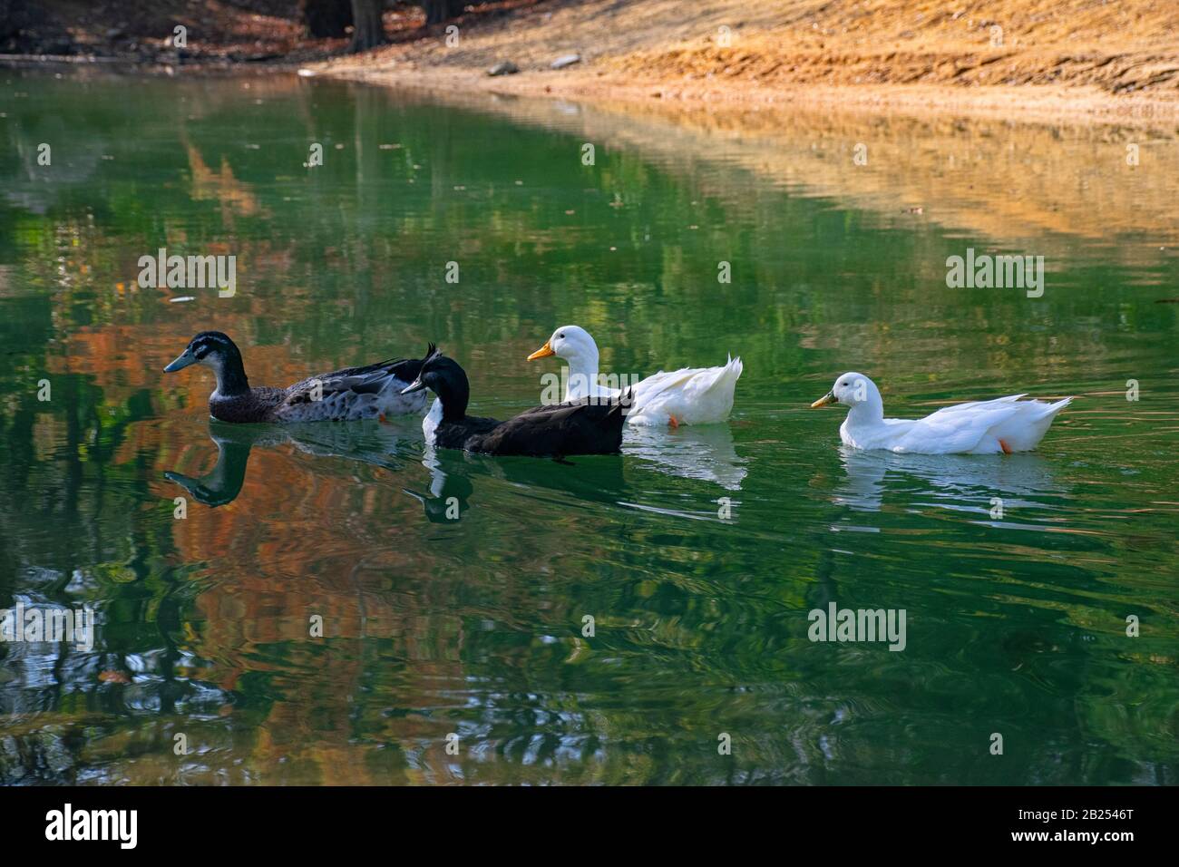The ducks swimming on the ponds. Birds and animals in wildlife concept ...