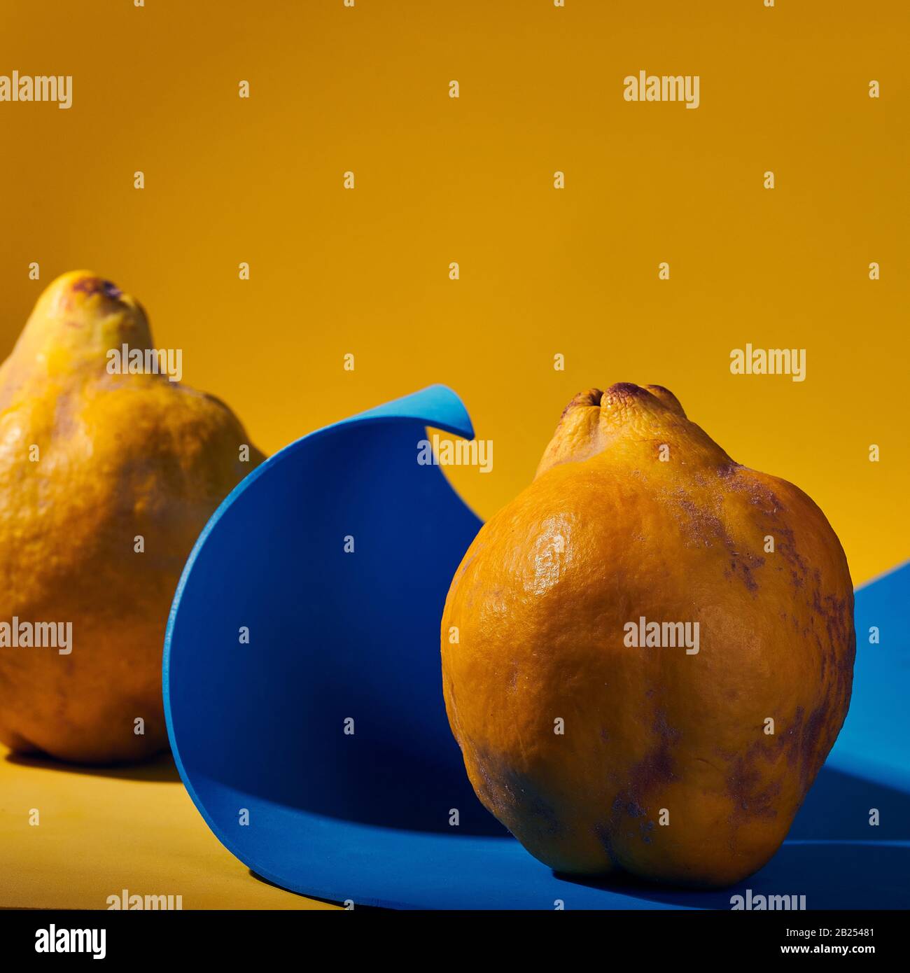 Large yellow quince fruits on a contract background Stock Photo - Alamy