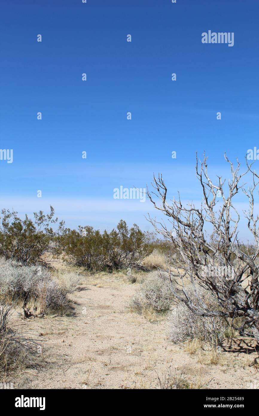 Biodiversity desert water hi-res stock photography and images - Alamy
