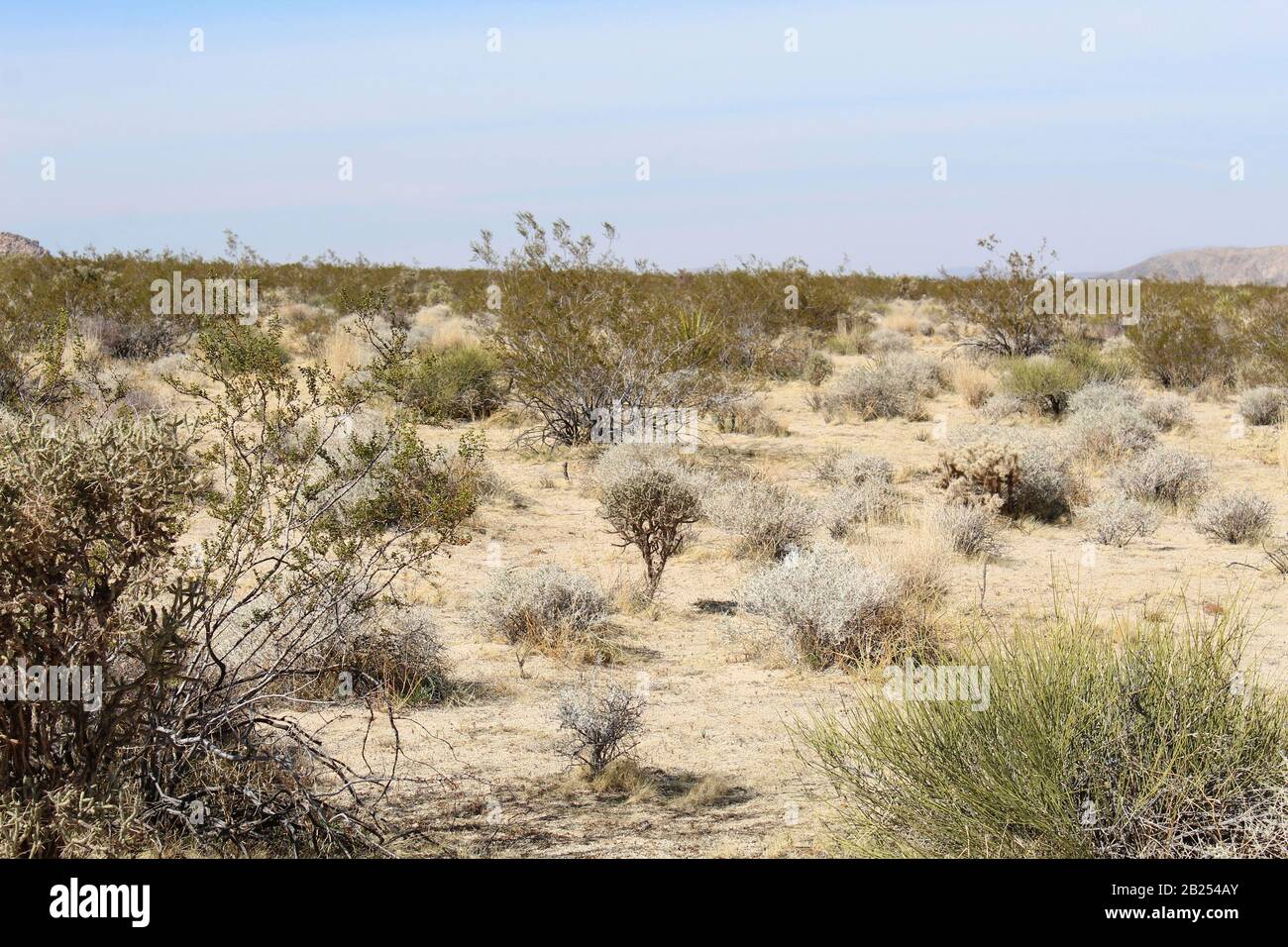 Biodiversity desert water hi-res stock photography and images - Alamy