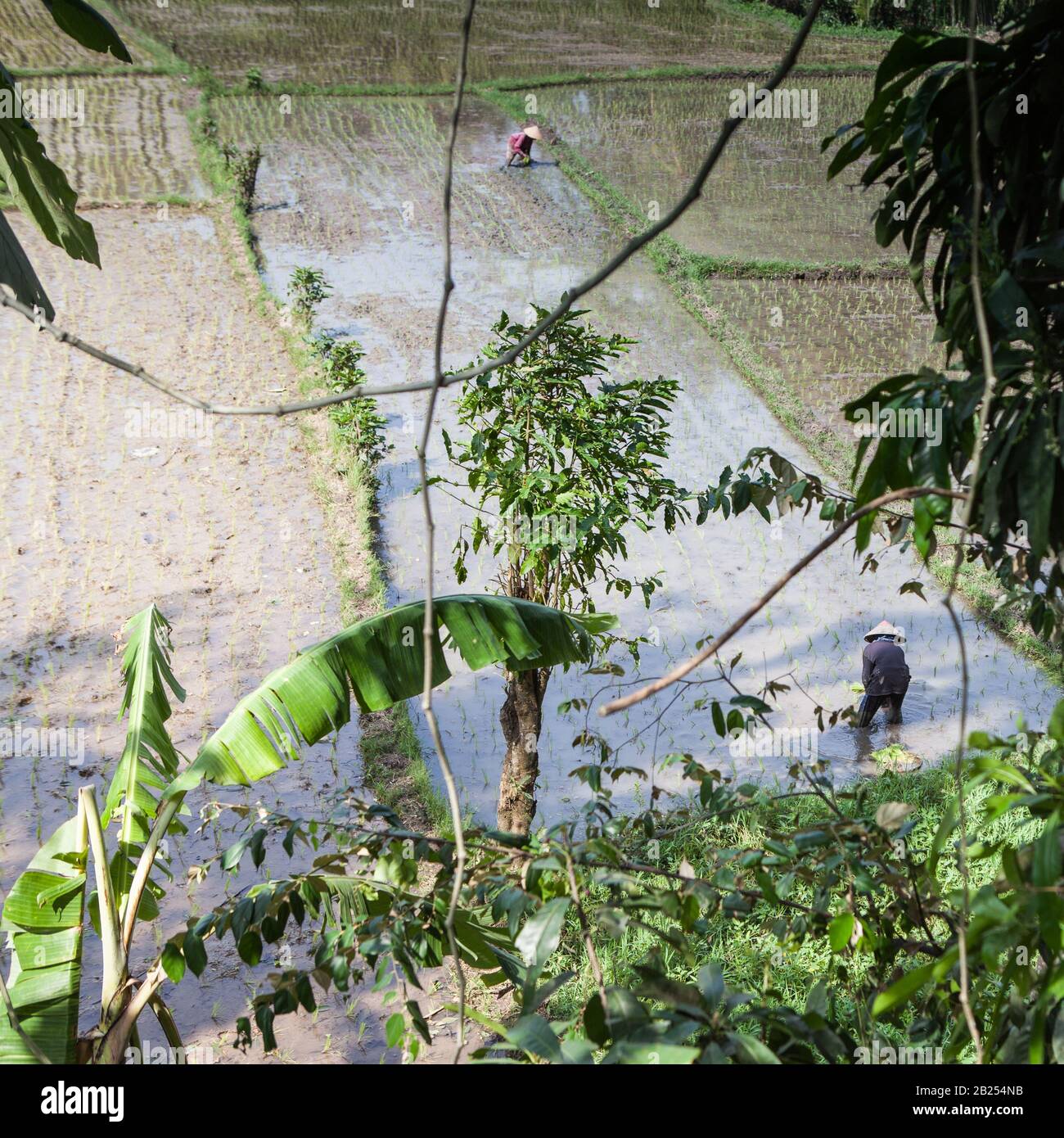 Traditional Balinese Rice Fields and Seasonal Harvest Stock Photo - Alamy
