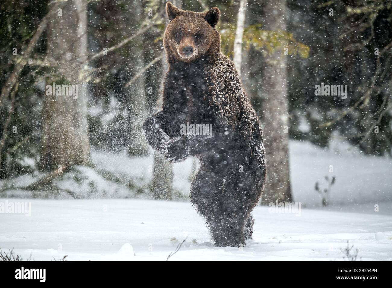 Brown bear standing on his hind legs on the snow in the winter forest ...
