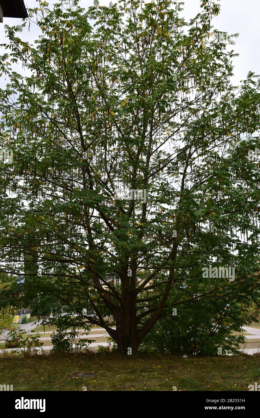 Dense nature greenery field hi-res stock photography and images - Alamy