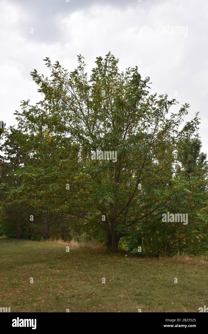 Leafy canopy hi-res stock photography and images - Alamy