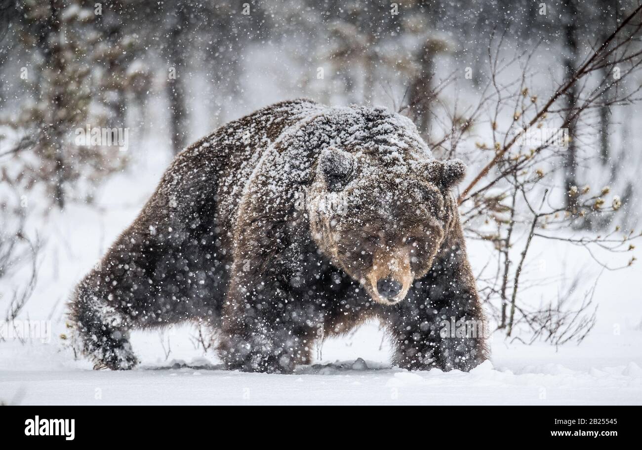 Adult Male of Brown Bear walks through the winter forest in the snow ...