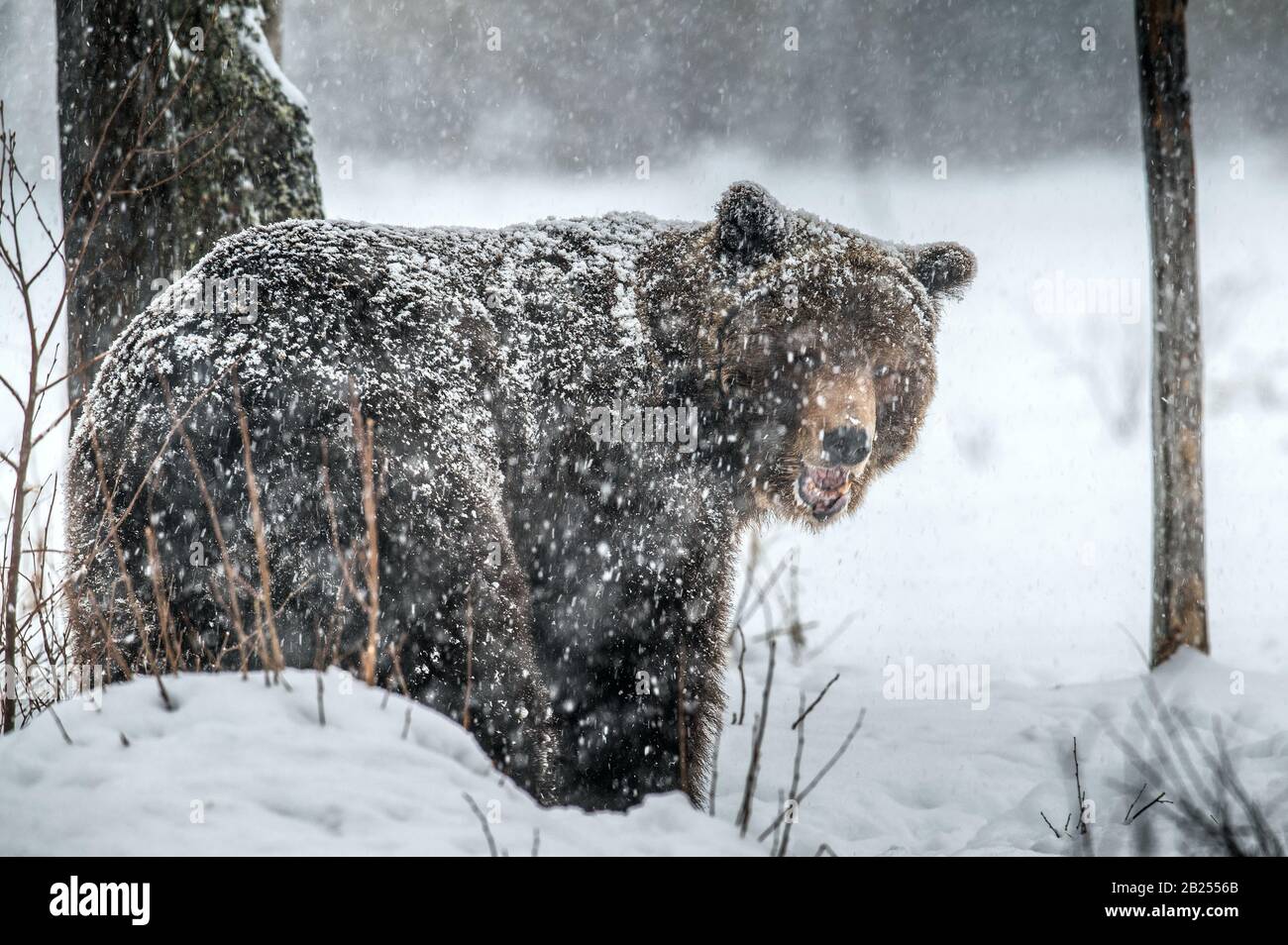 Adult Male of Brown bear in the snow. Snow Blizzard in the winter ...