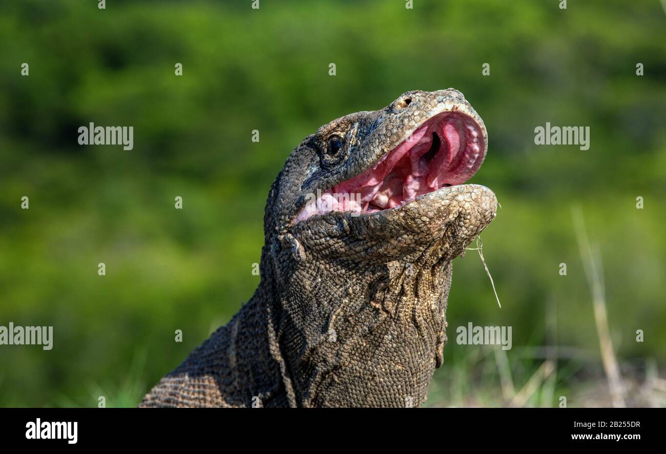 The Komodo dragon raised the head with open mouth. Closeup, Scientific ...