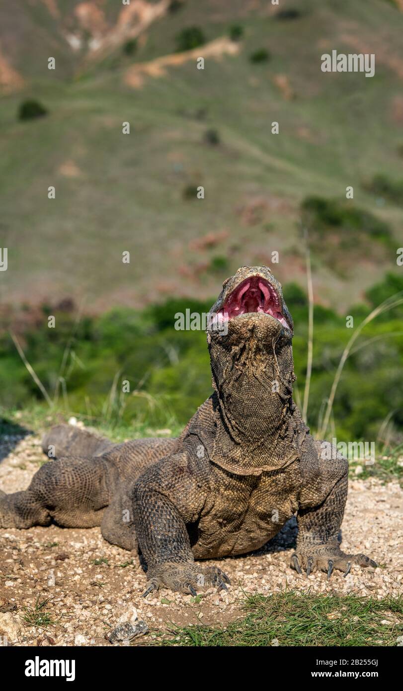 Raised dragons hi-res stock photography and images - Alamy