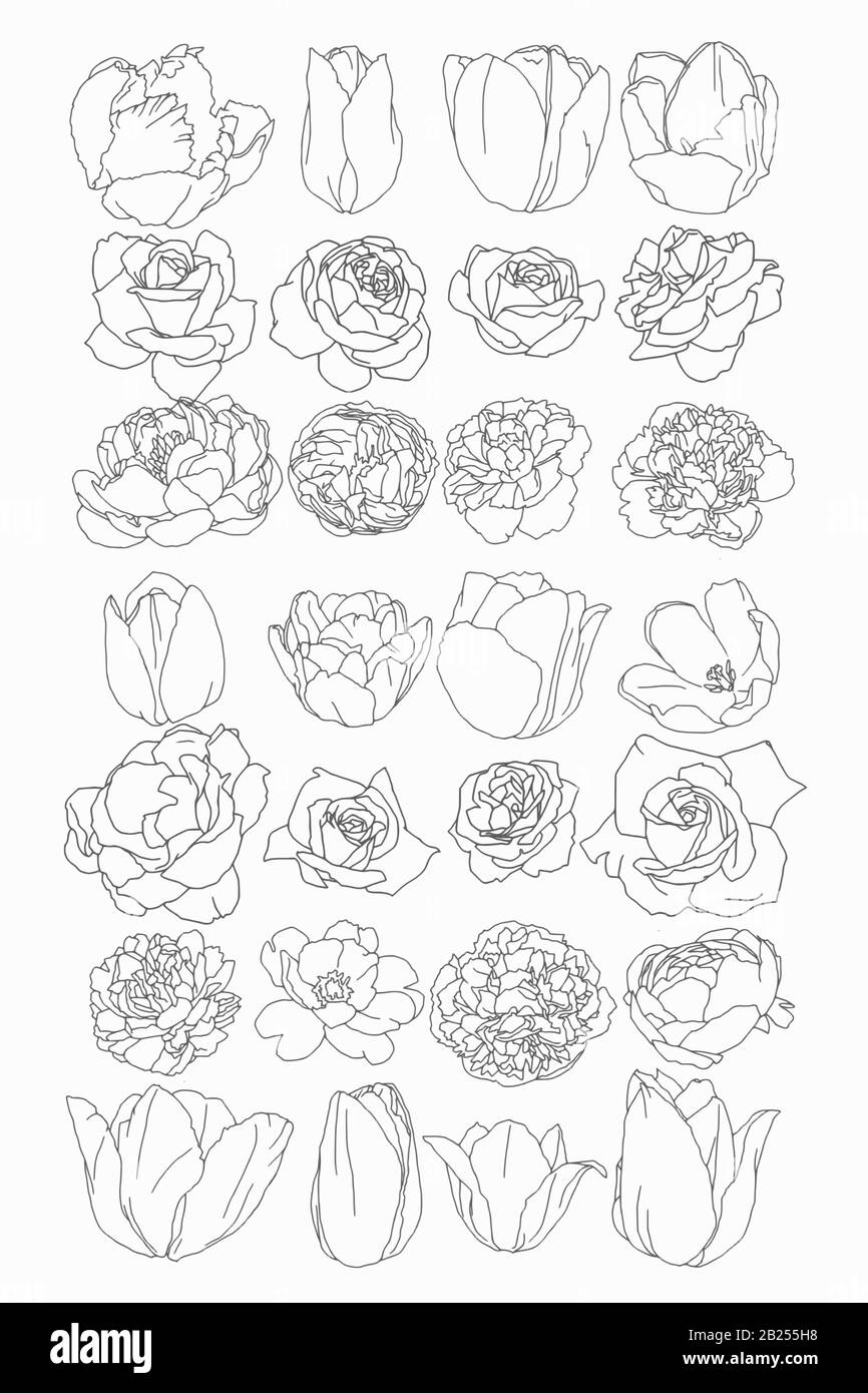 Antique botanical drawings of spring flowers. Roses, peonies, and ...