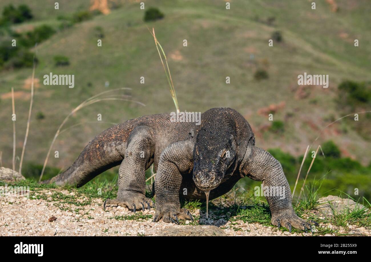 Walking Komodo dragon stuck out forked tongue and sniff air. The Komodo ...