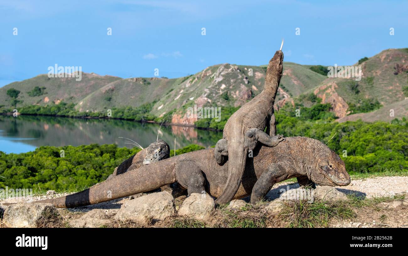 Dragon on the dragon. A female dragon climbed on top of the larger male ...