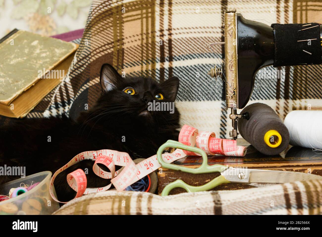 Cat machine hi-res stock photography and images - Alamy