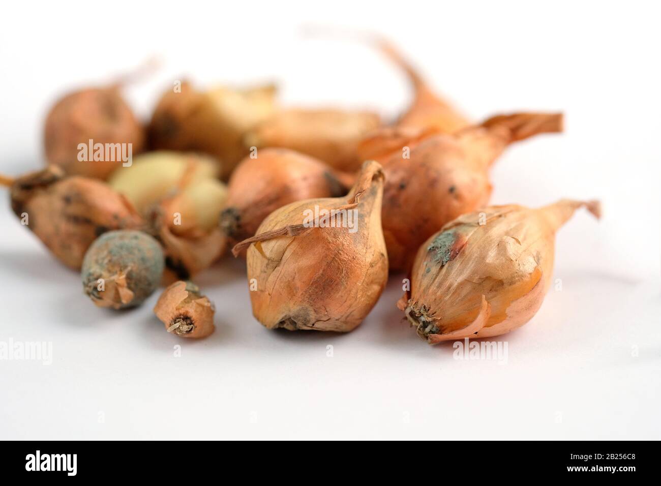 Rotten onions hi-res stock photography and images - Alamy