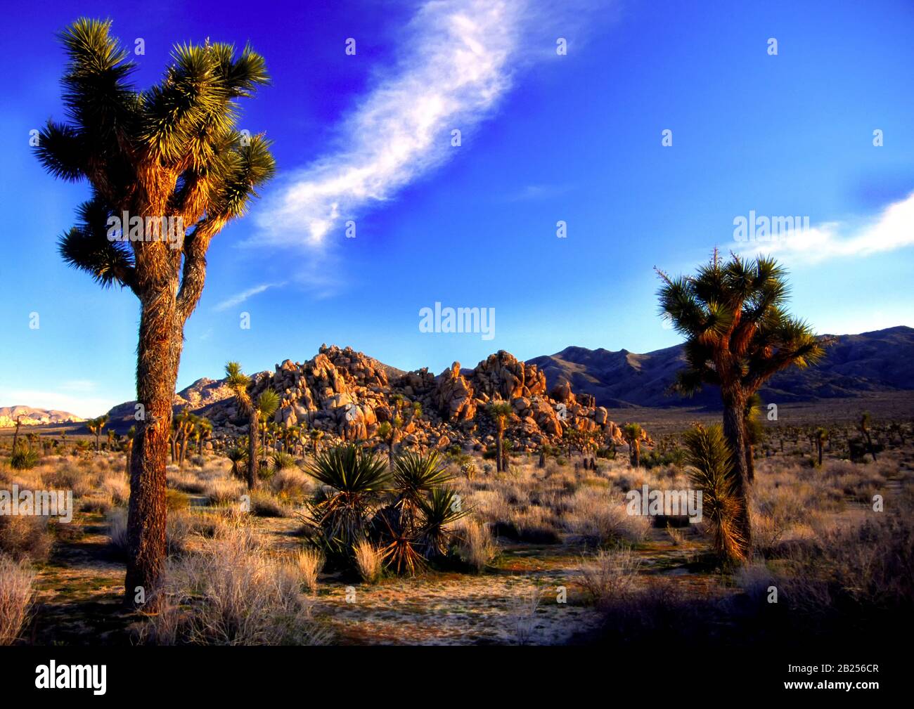 Big joshua trees hi-res stock photography and images - Alamy