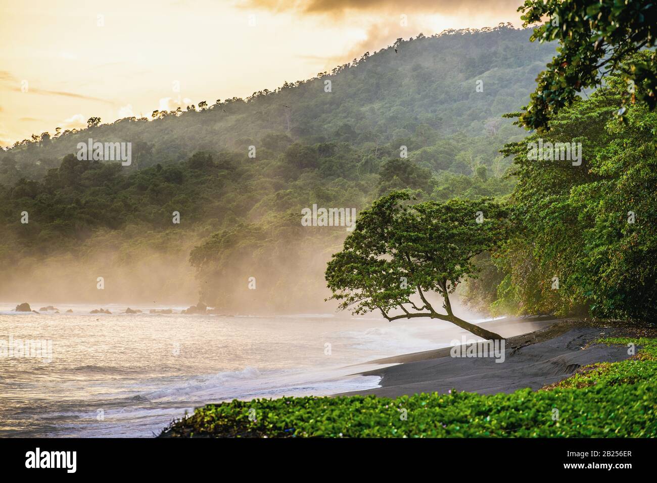 Tangkoko national hi-res stock photography and images - Alamy