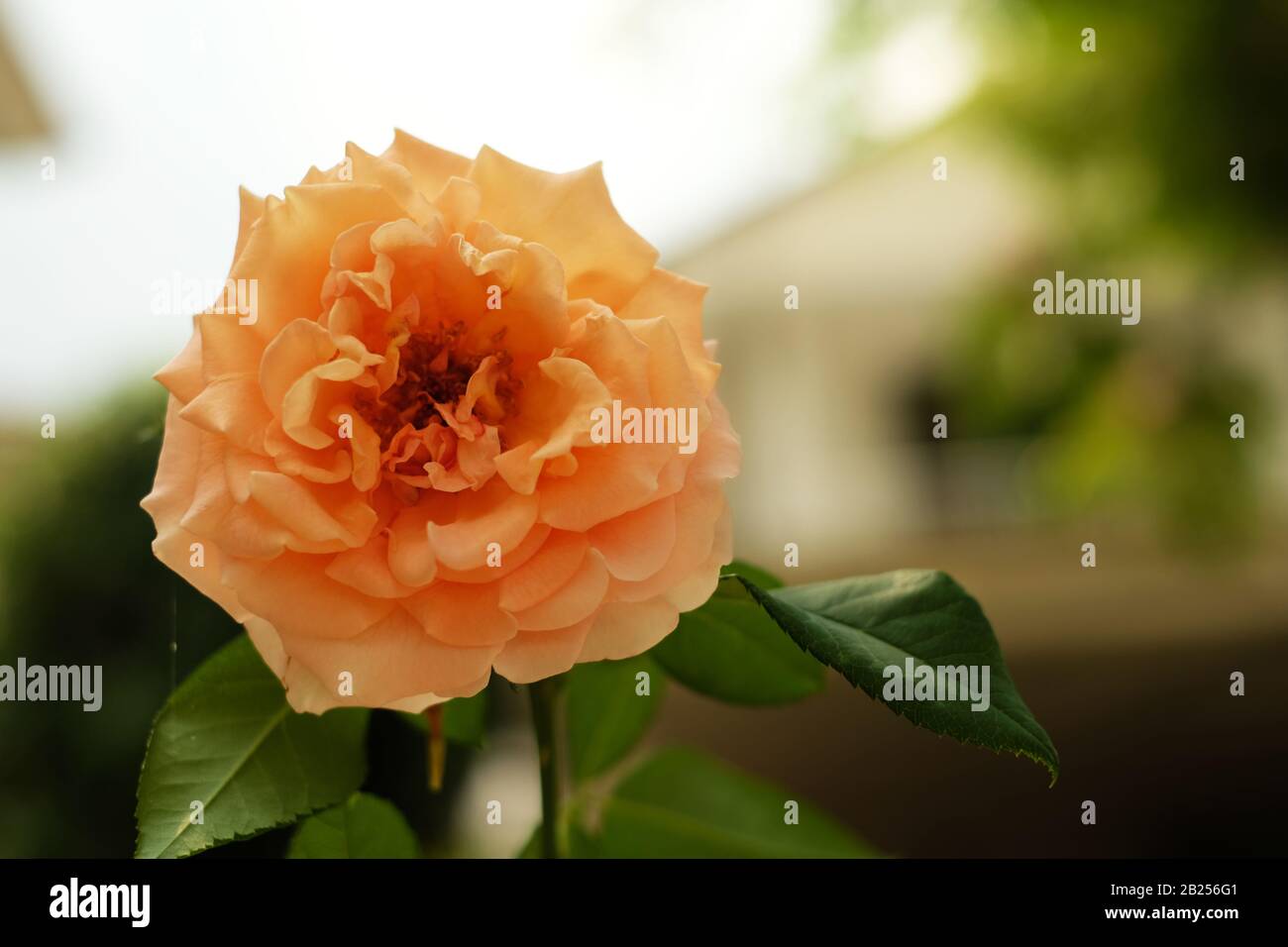 Sonic color rose on white background 2 Stock Photo - Alamy