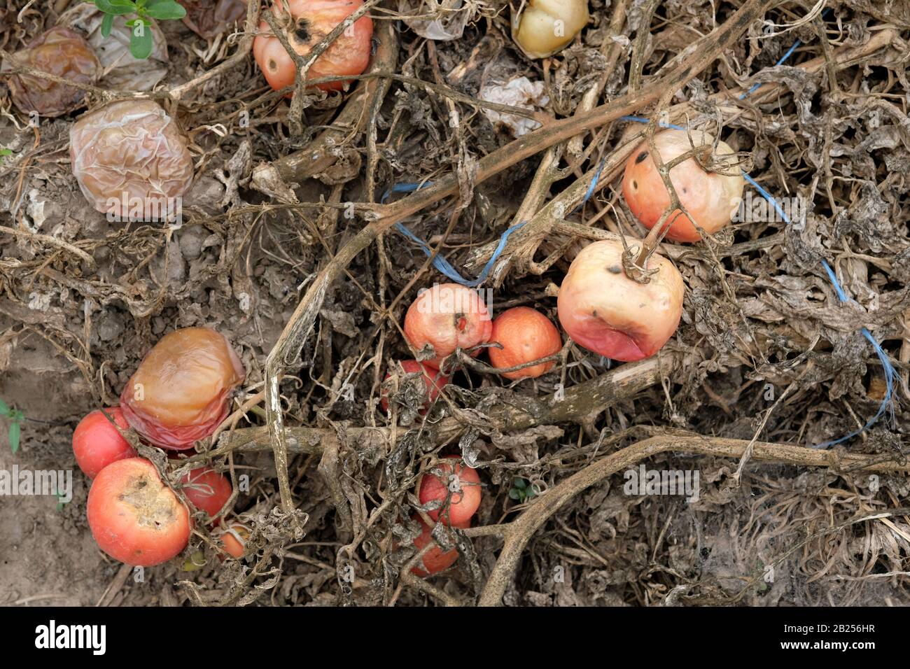 dried tomato tops and rotten tomatoes top view. branches and bushes of ...