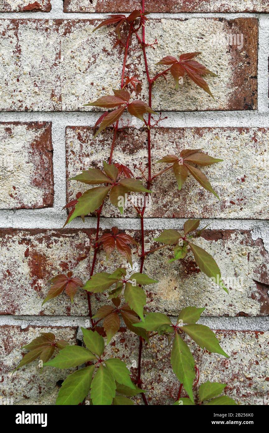 Climbing Vine on a Brick Wall Stock Photo - Alamy