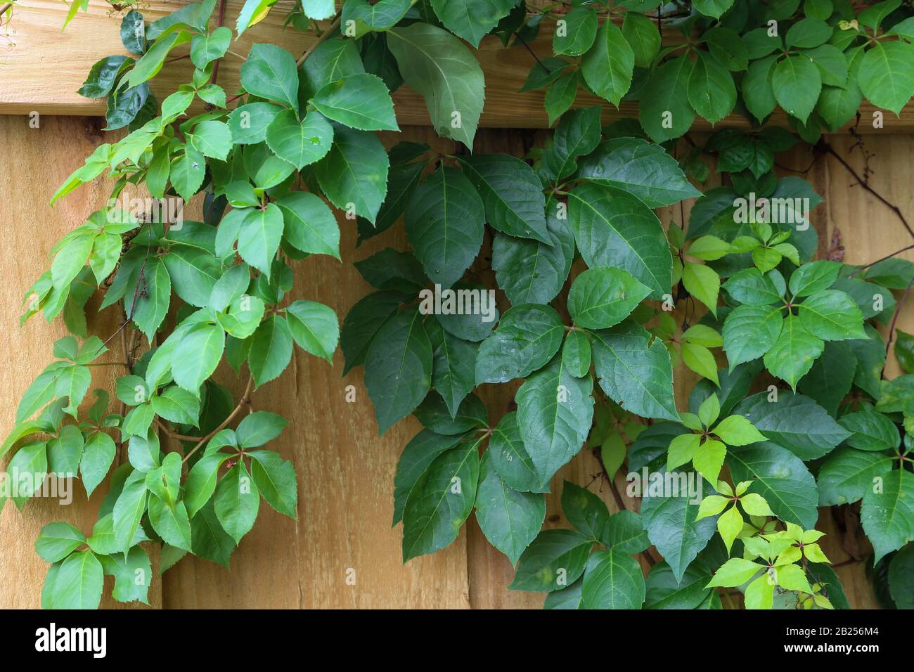 Climbing the fence hi-res stock photography and images - Alamy