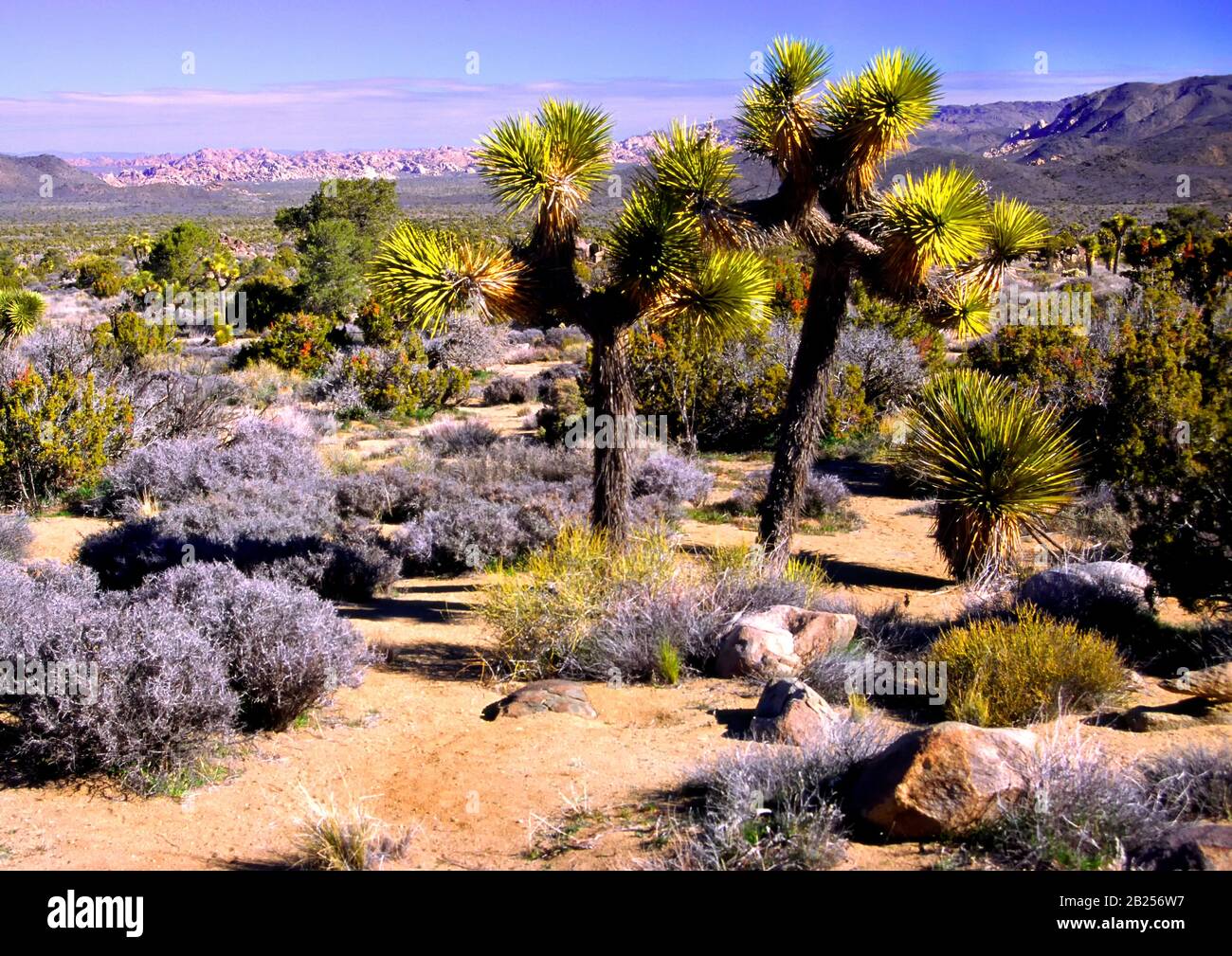 Big joshua trees hi-res stock photography and images - Alamy