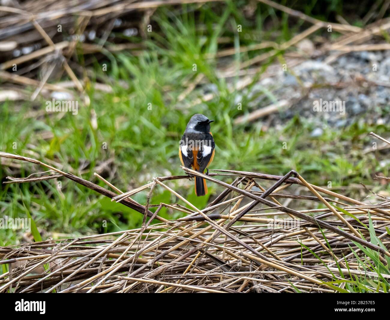 A daurian redstart, Phoenicurus auroreus, perches among the long grass ...
