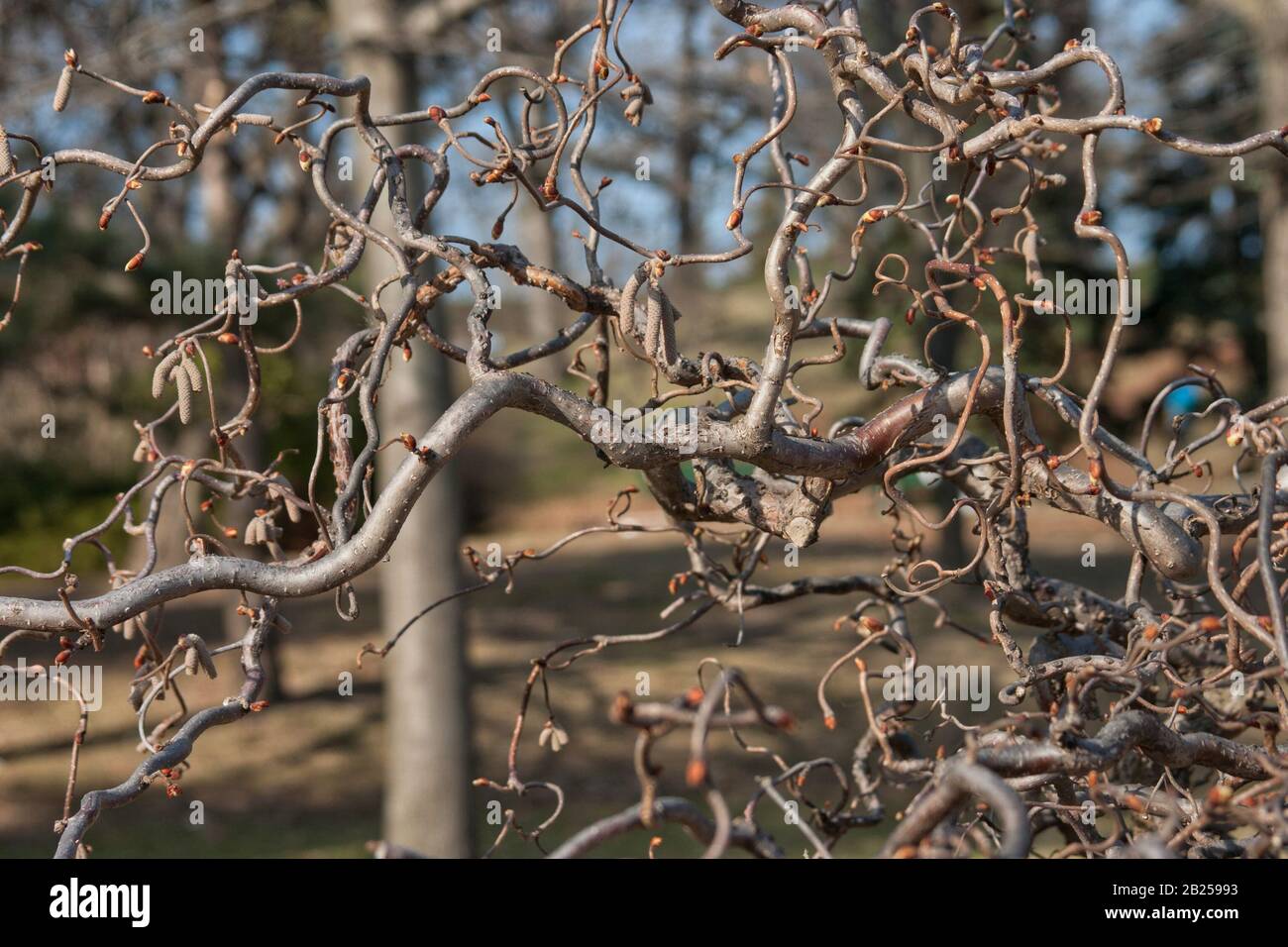 Abstract picture with curved tree branches in spring park Stock Photo ...