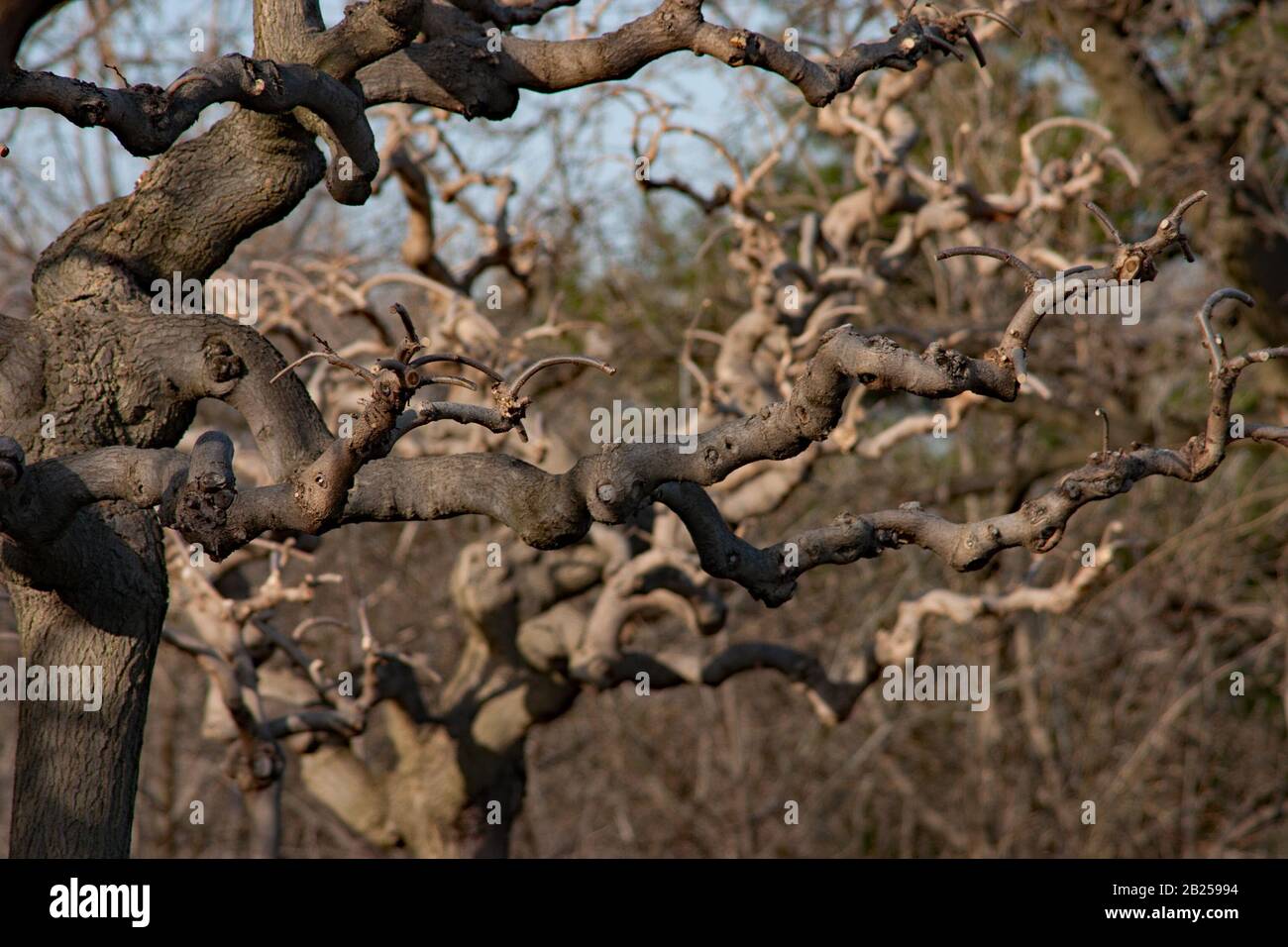 Abstract picture with curved tree branches in spring park Stock Photo ...