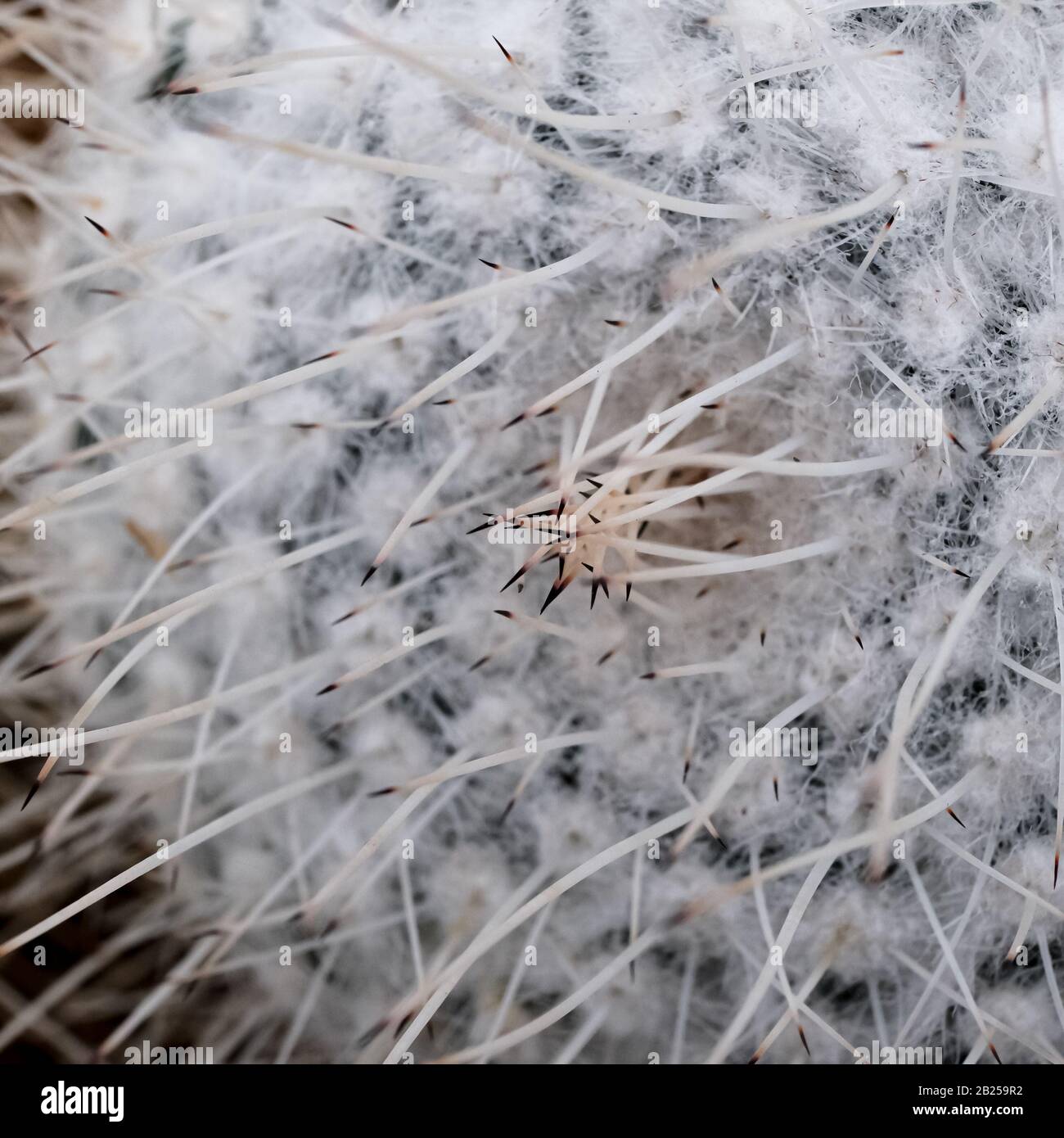 Fuzzy cactus hi-res stock photography and images - Alamy